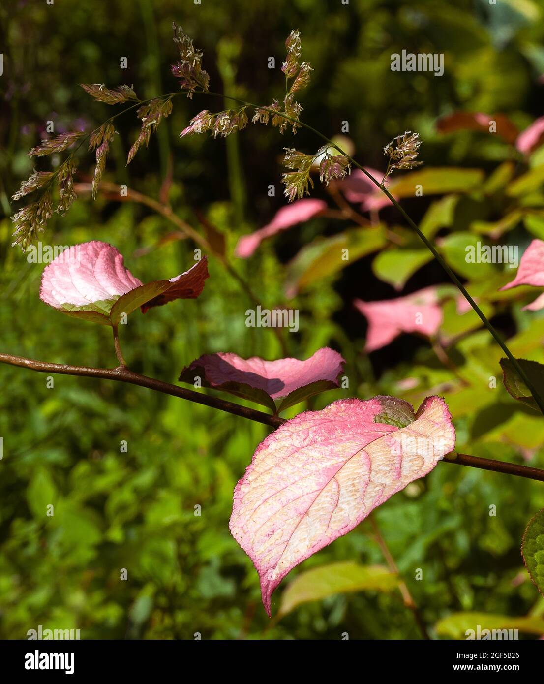 Actinidia kolomikta hi-res stock photography and images - Alamy