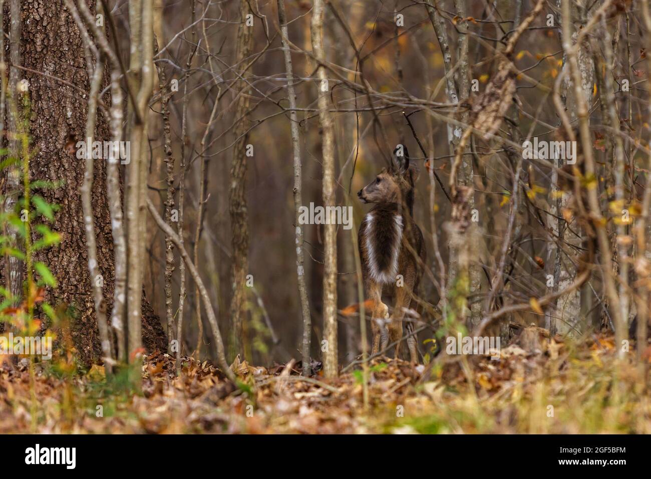 Fawn with trees hi-res stock photography and images - Alamy