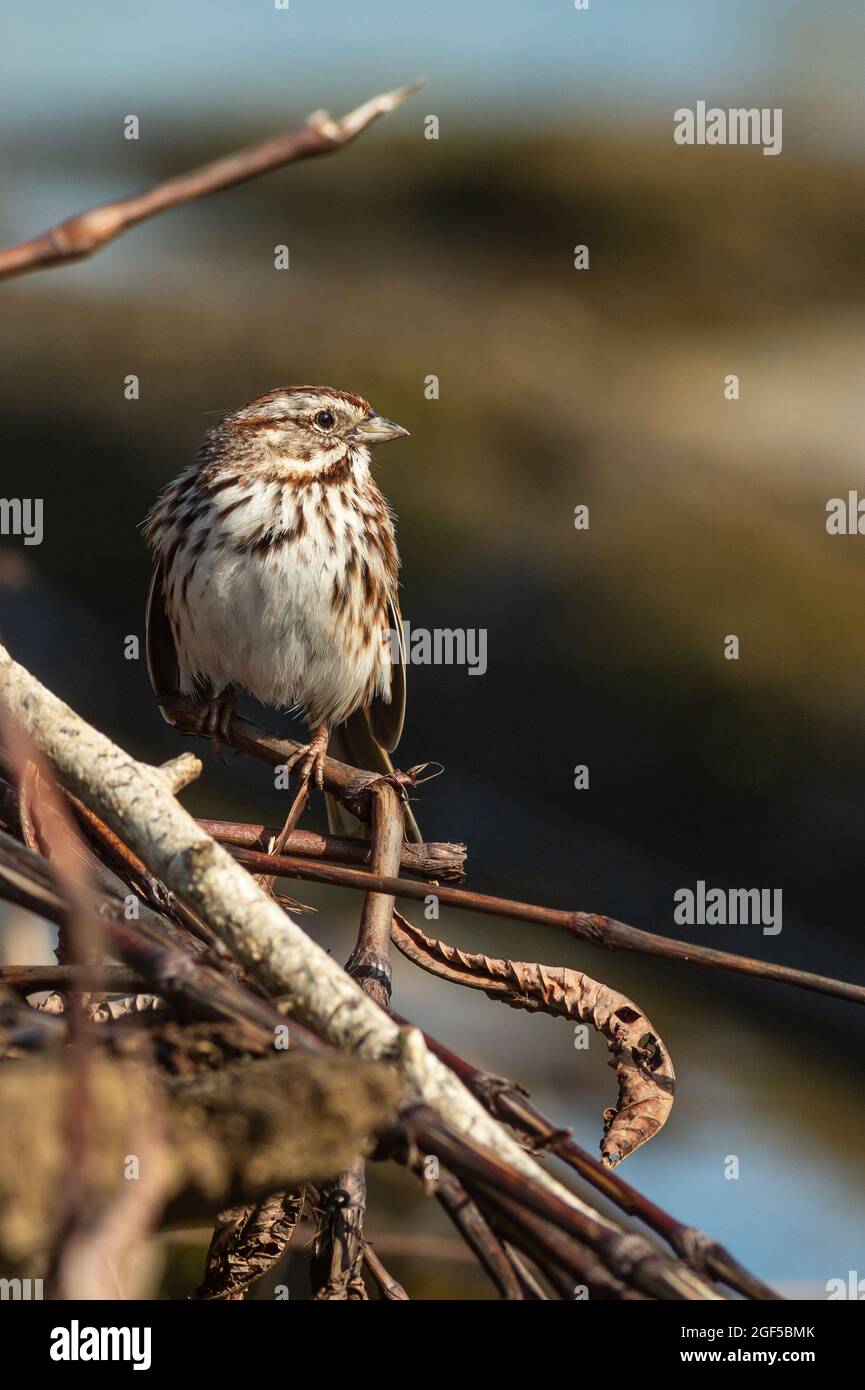 Common sparrow perched on a branch Stock Photo - Alamy