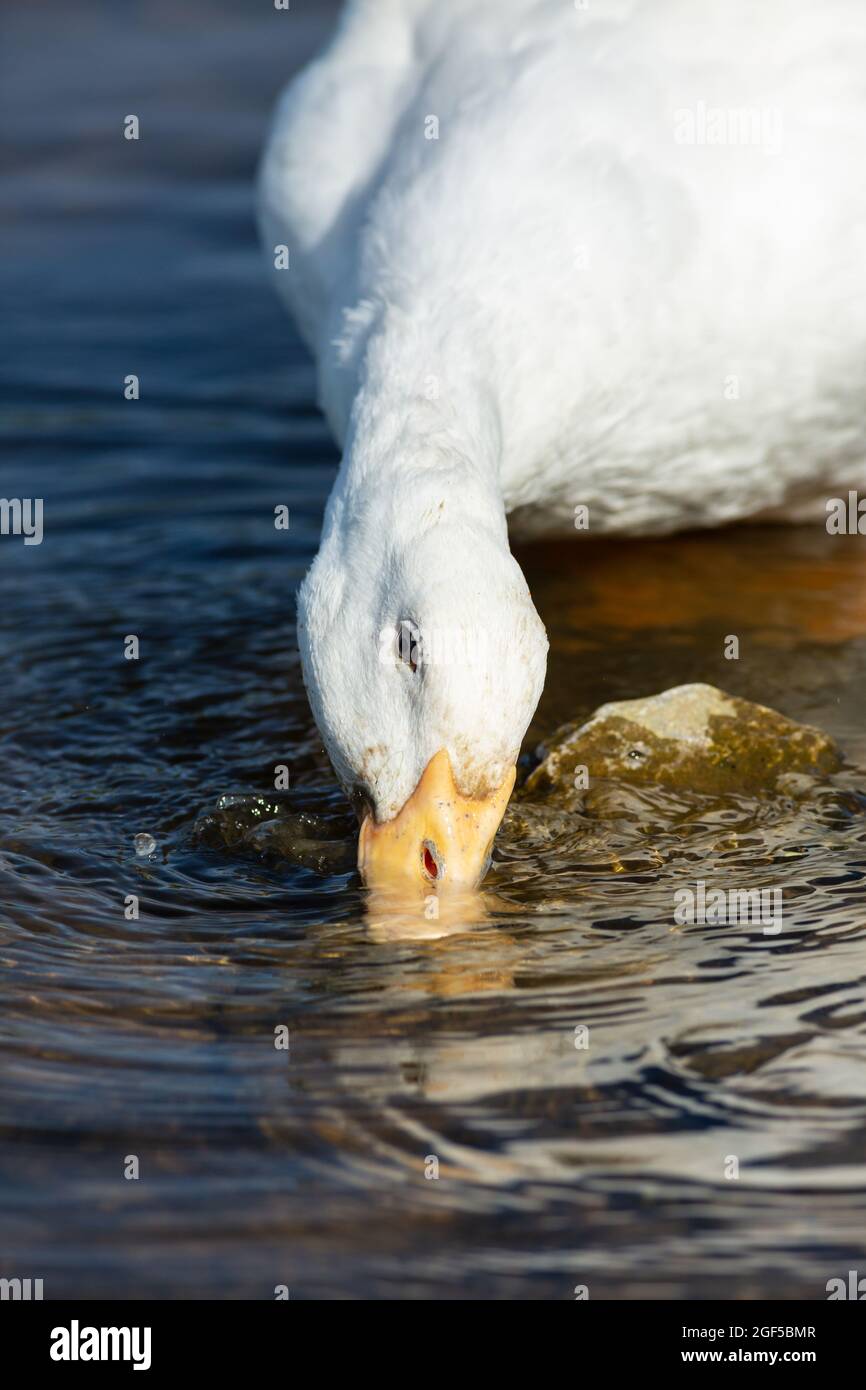 Goose beak hi-res stock photography and images - Alamy