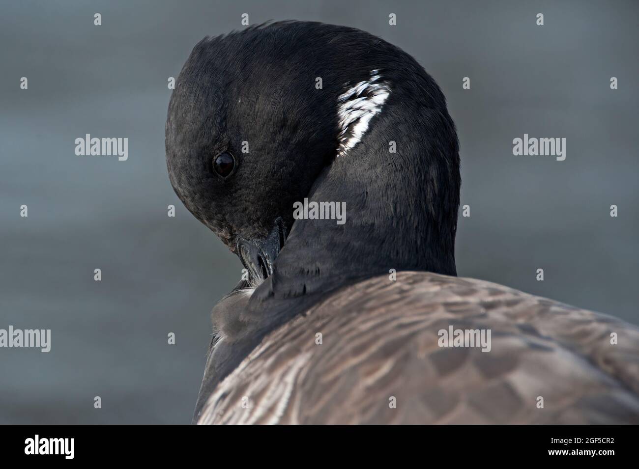Preening goose hi-res stock photography and images - Alamy