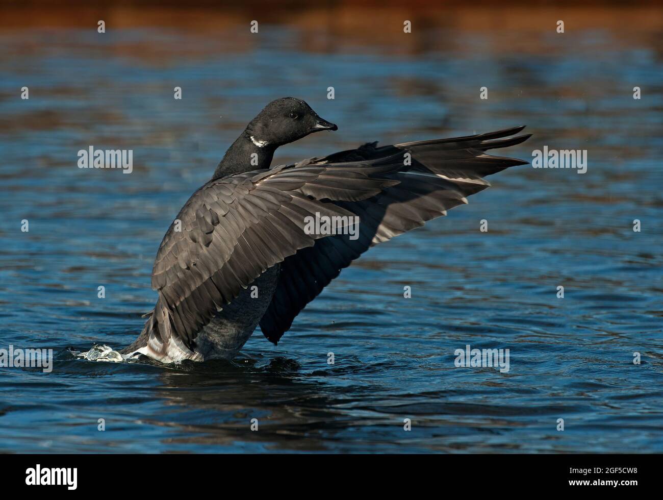 Atlantic brant goose flapping wings Stock Photo - Alamy