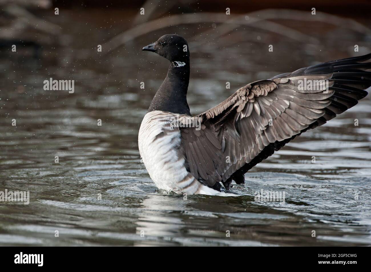 Atlantic brant goose flapping wings Stock Photo - Alamy