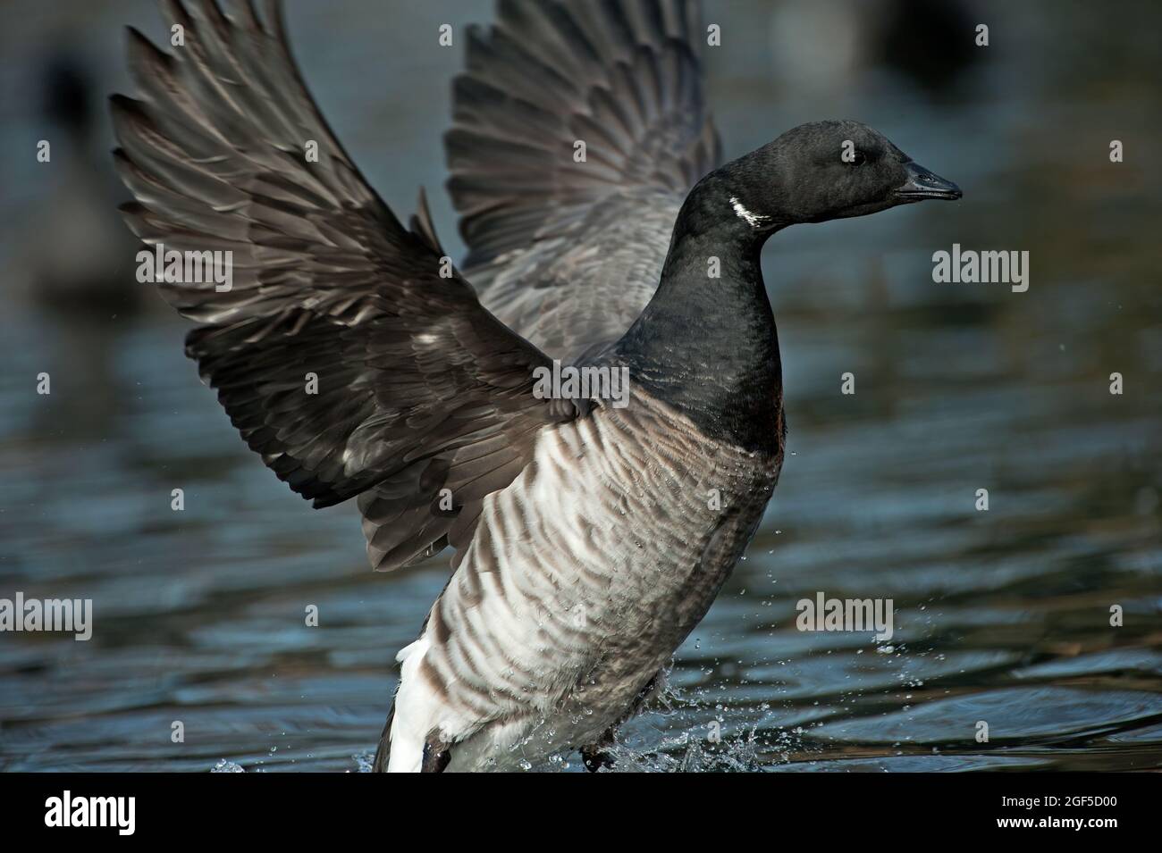 Birds flapping their wings hi-res stock photography and images - Alamy