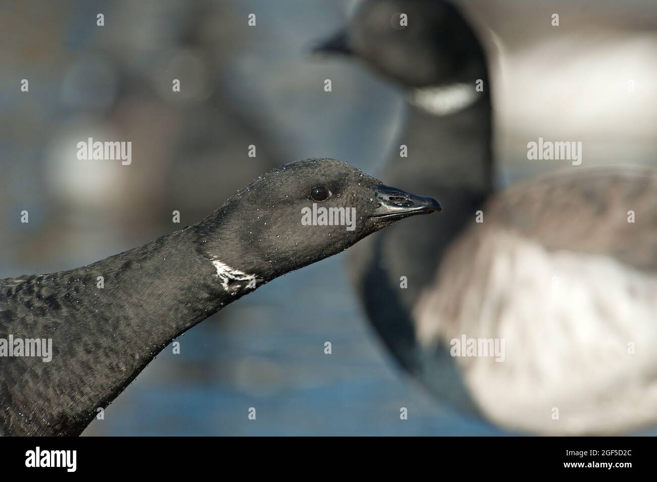 Goose interaction hi-res stock photography and images - Alamy