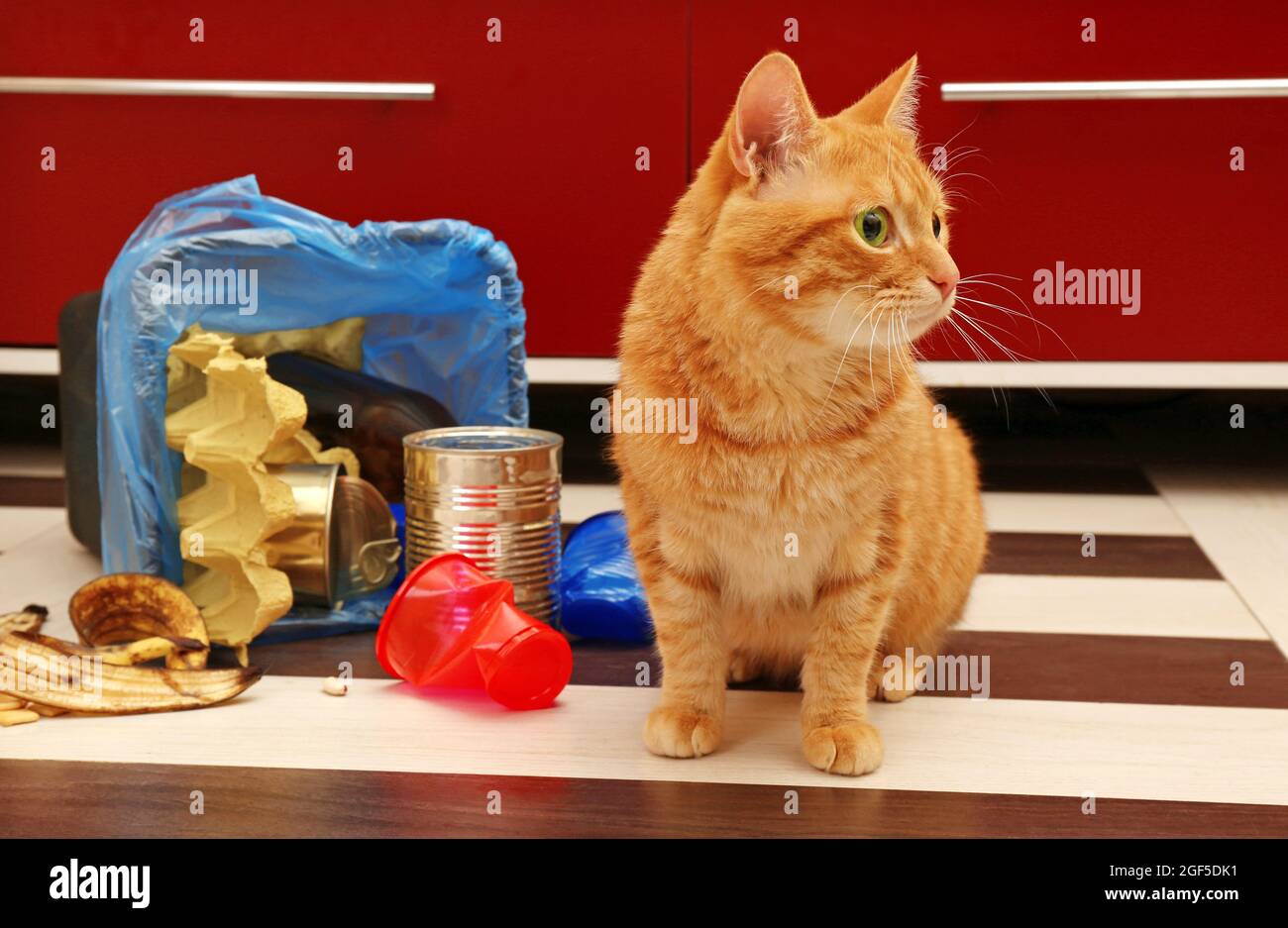 Red cat near full inverted garbage basket on kitchen floor Stock Photo ...