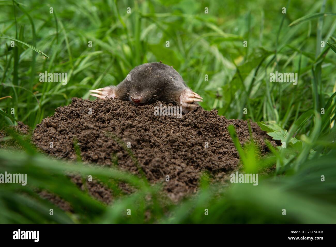 European mole in the garden. Mole on the top of molehill. European ...