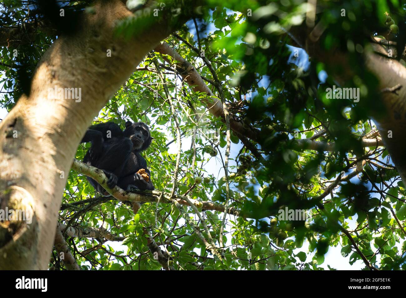 Chimpanzee in the top of tree. Primate are eating fruits. Wildlife in ...