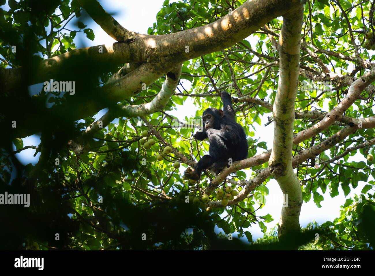 Chimpanzee in the top of tree. Primate are eating fruits. Wildlife in ...