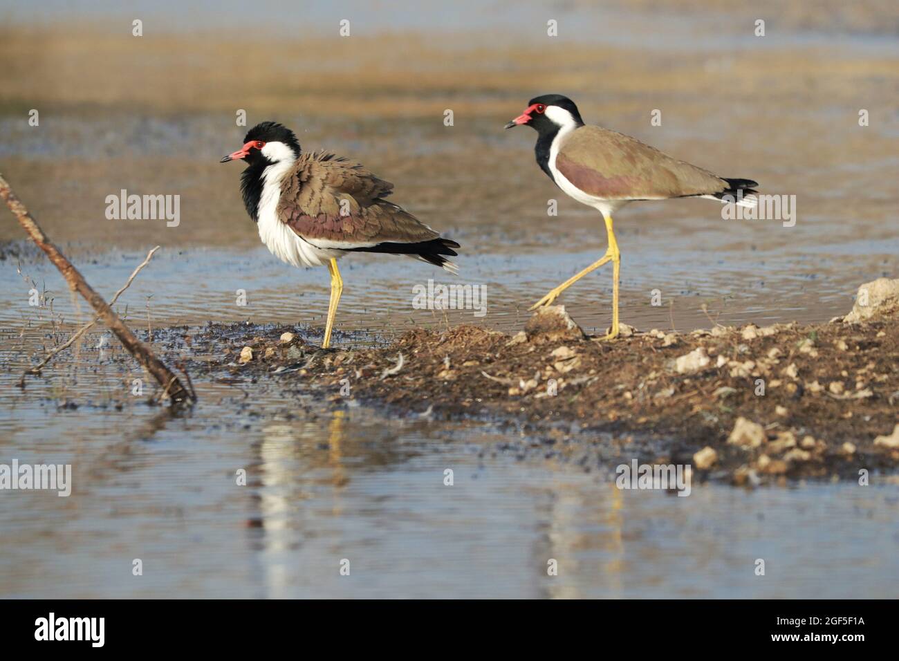 Closeup shot of a couple of Red-wattled lapwings perched on a rock in a ...