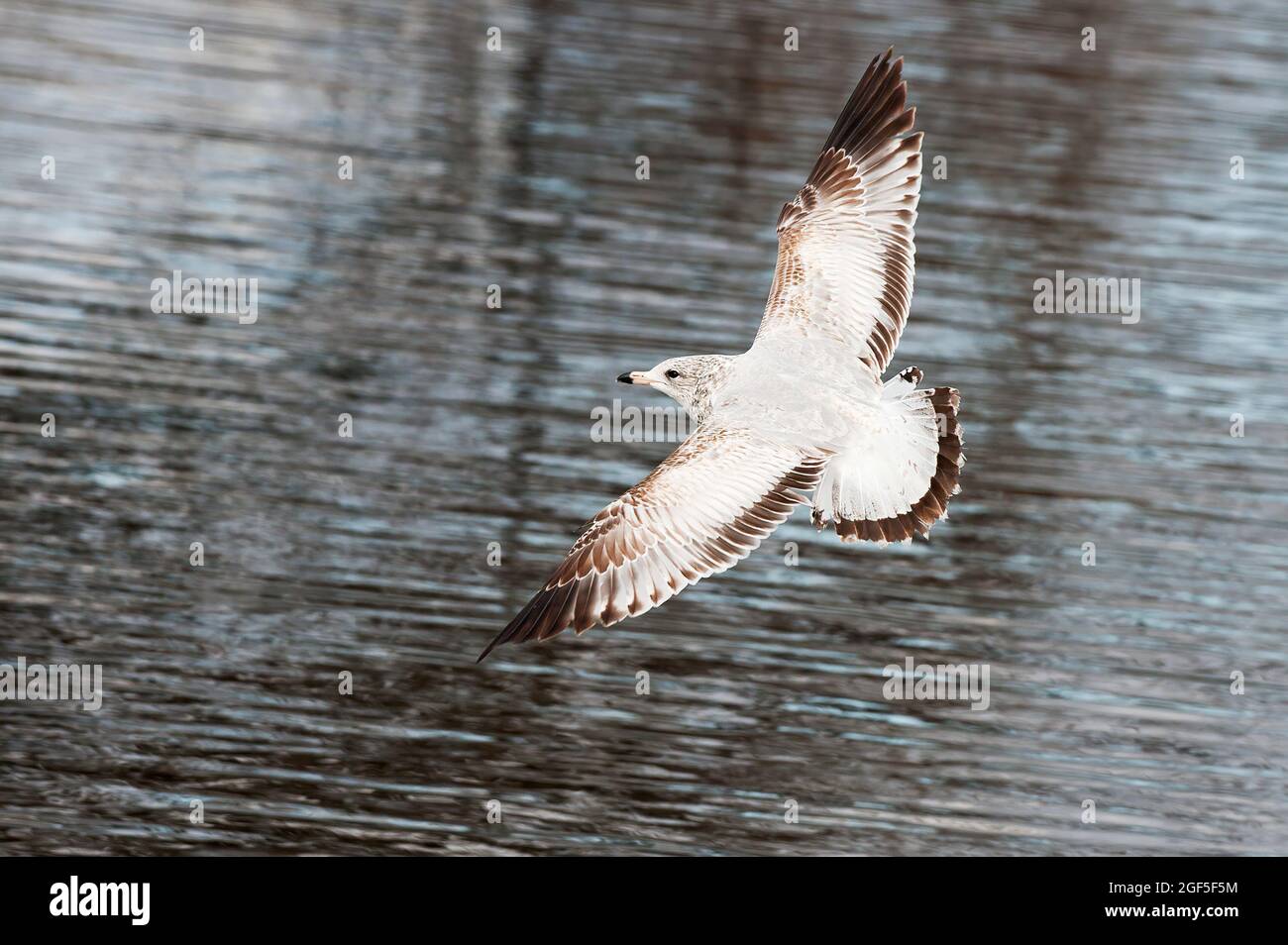 Ring-billed gull flight Stock Photo - Alamy