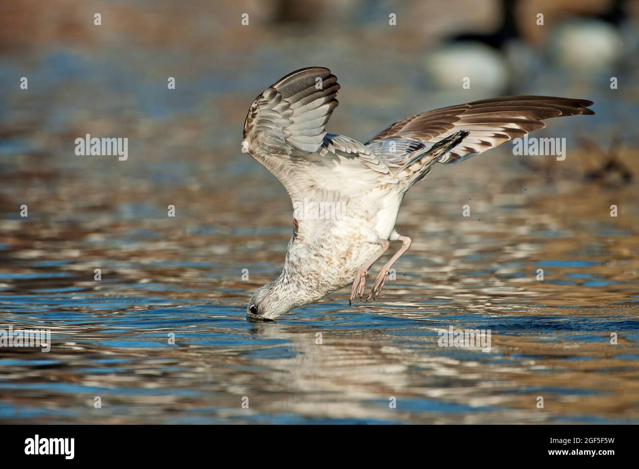 Ring-billed gull feeding behavior Stock Photo - Alamy
