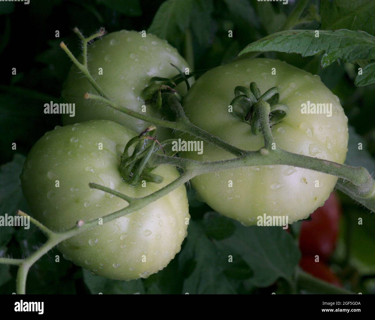 Three rain soaked green tomatoes on vine Stock Photo - Alamy