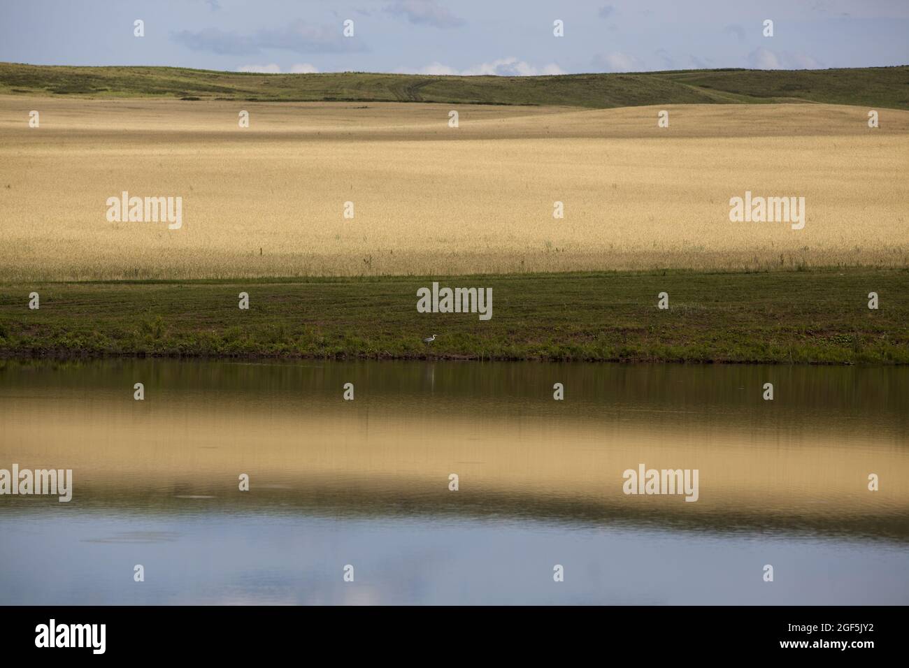 Green and brownfield with its reflection on the lake Stock Photo - Alamy