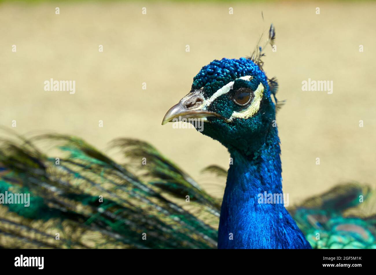 Peacock portrait hi-res stock photography and images - Alamy