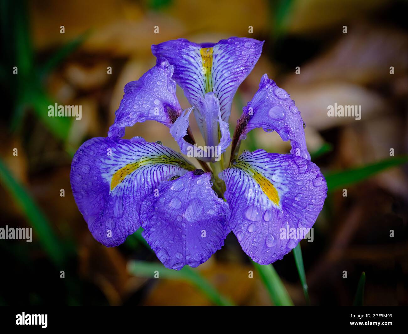 Iris unguicularis hi-res stock photography and images - Alamy