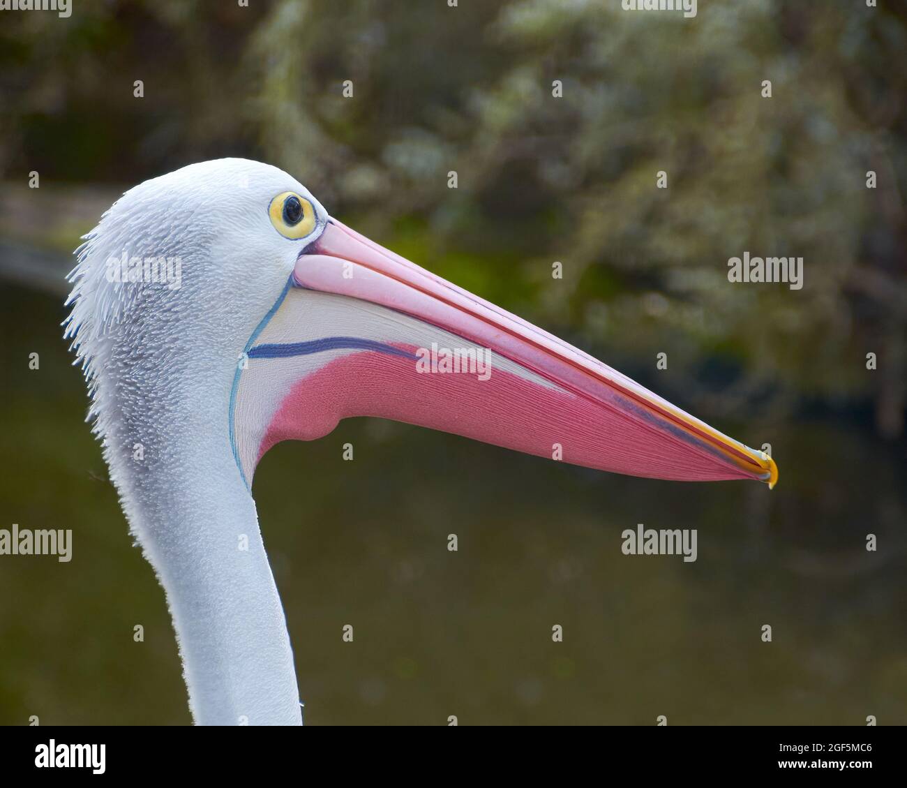 Australian pelican eye hi-res stock photography and images - Alamy