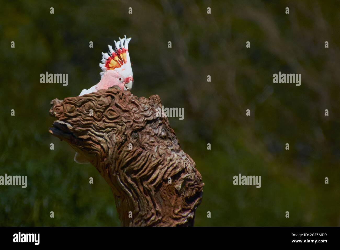Major Mitchell Emerges Stock Photo - Alamy