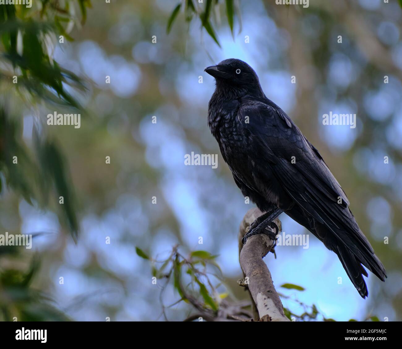 Australian raven hi-res stock photography and images - Alamy
