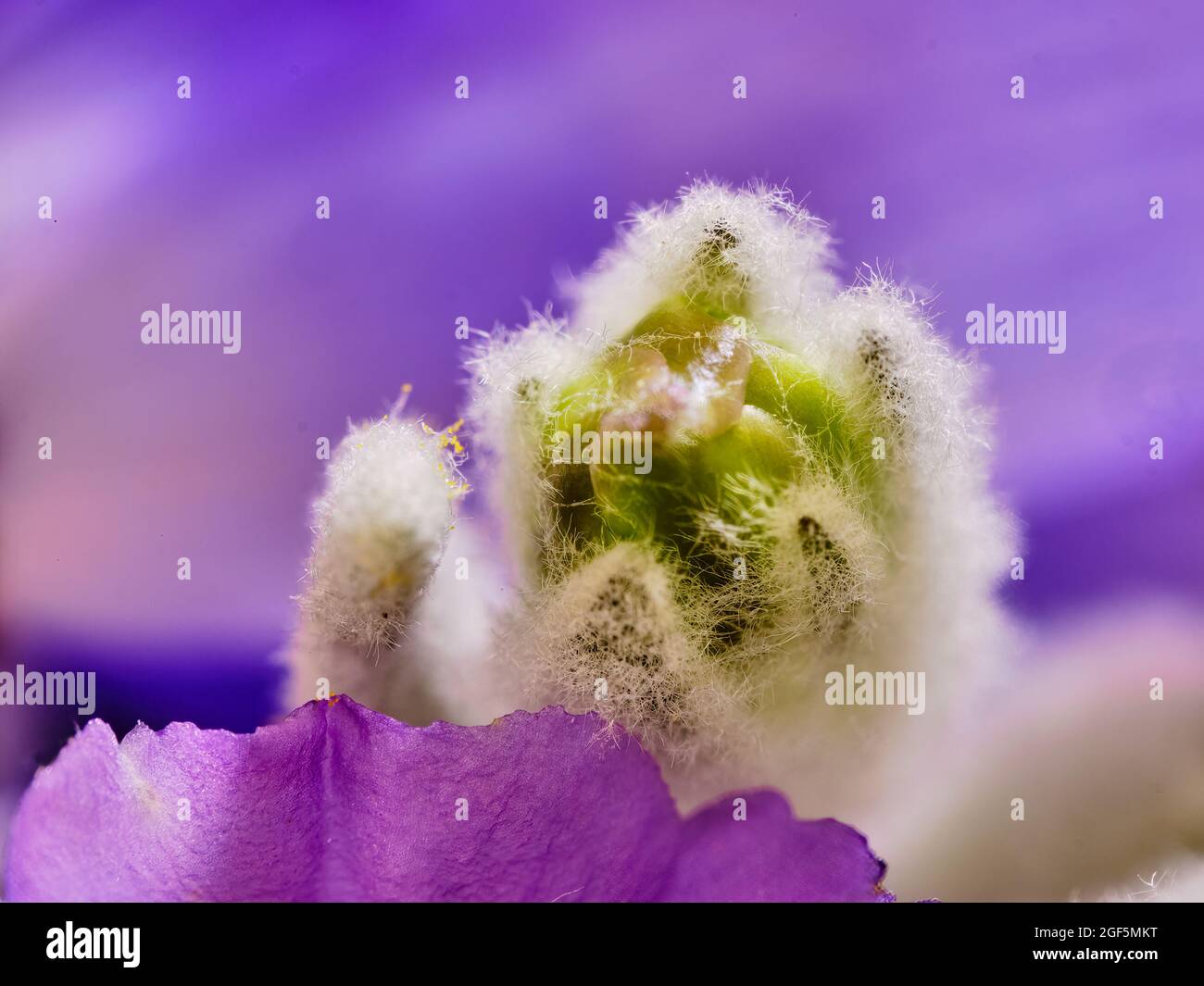 Emu bush hi-res stock photography and images - Alamy