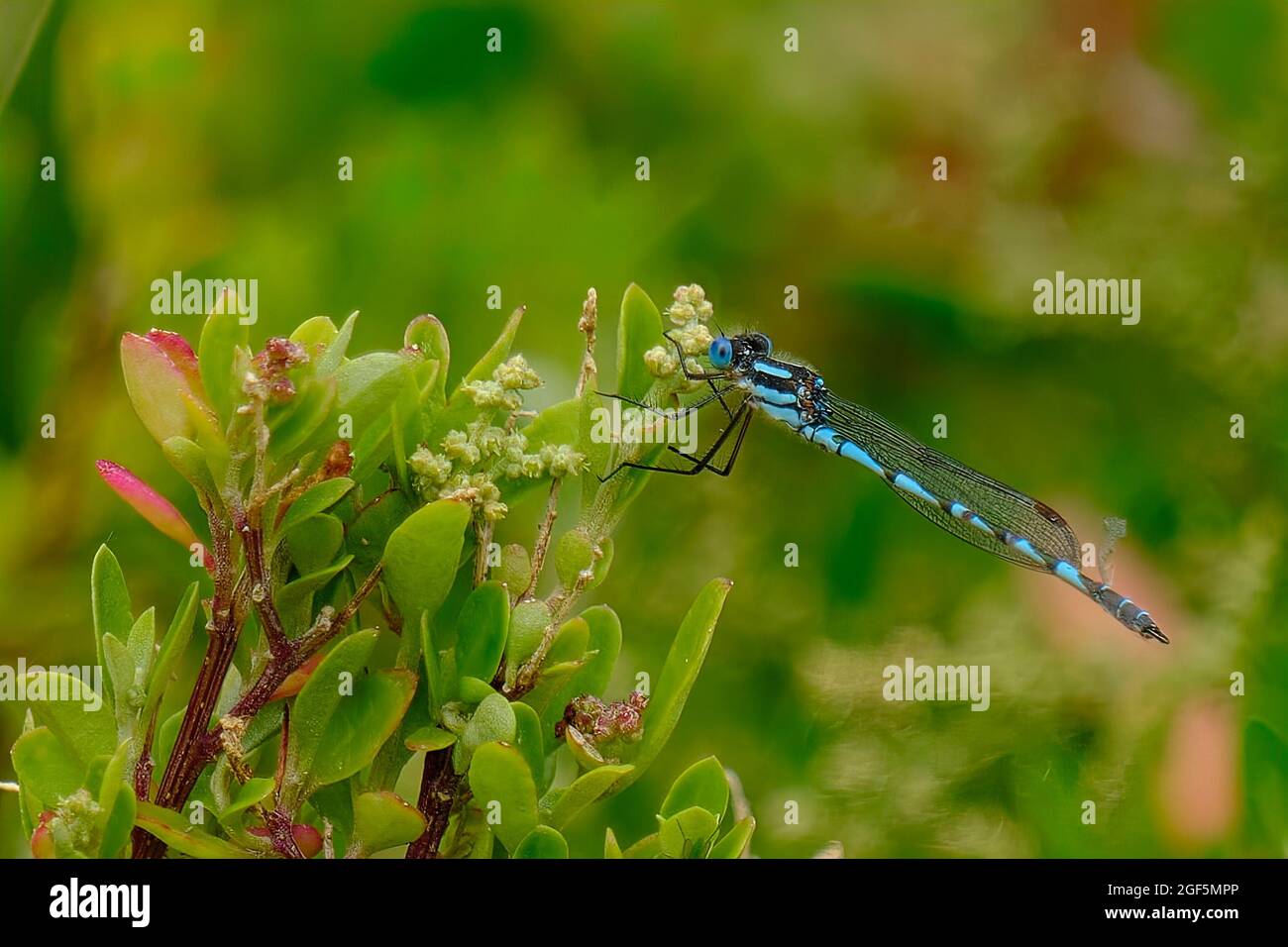 Bluet hi-res stock photography and images - Alamy