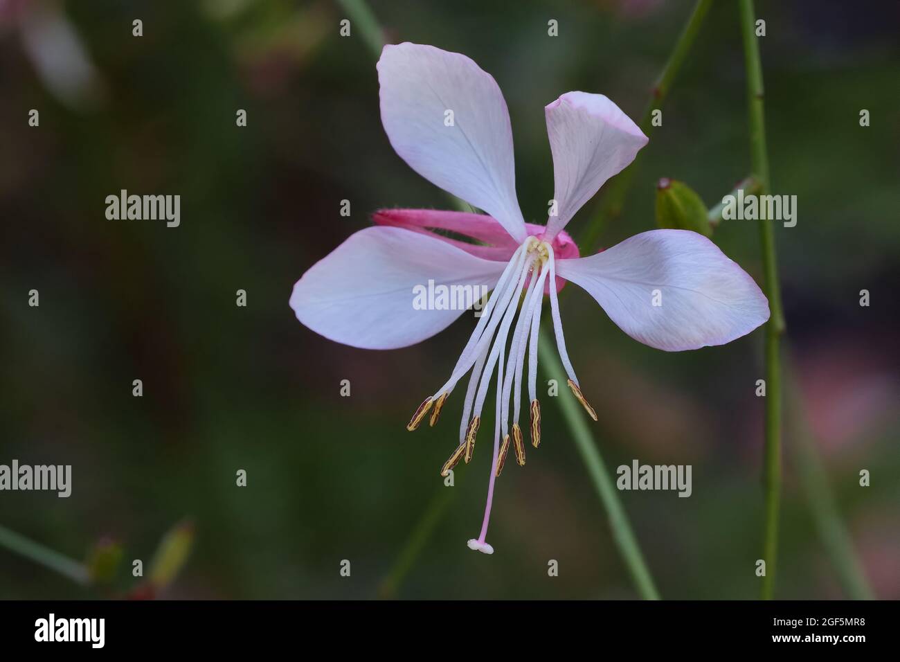 Pink gaura hi-res stock photography and images - Alamy