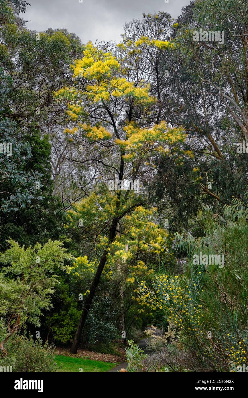 Wattle tree hi-res stock photography and images - Alamy