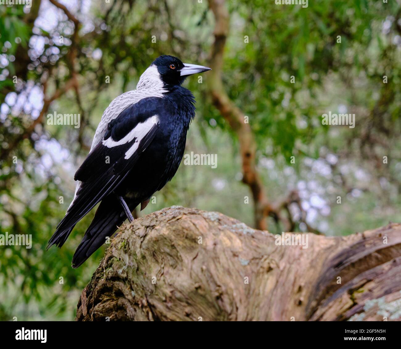 Australian magpie hi-res stock photography and images - Alamy