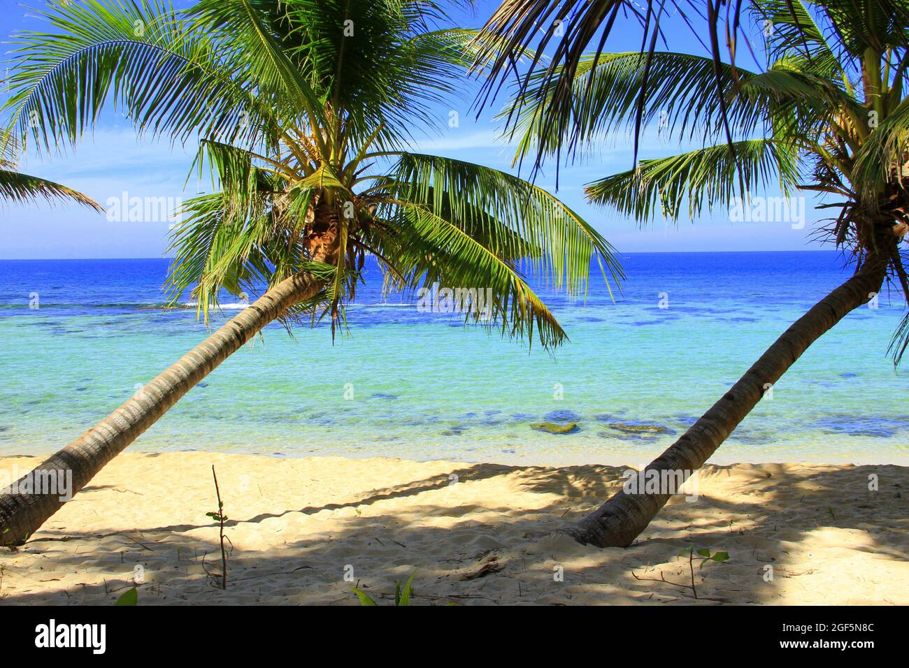 Tropical beach paradise with bent and leaning coconut trees with clear ...
