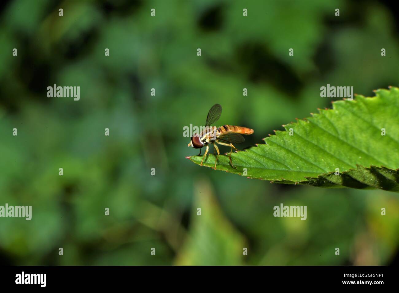 A small brown fly Stock Photo - Alamy