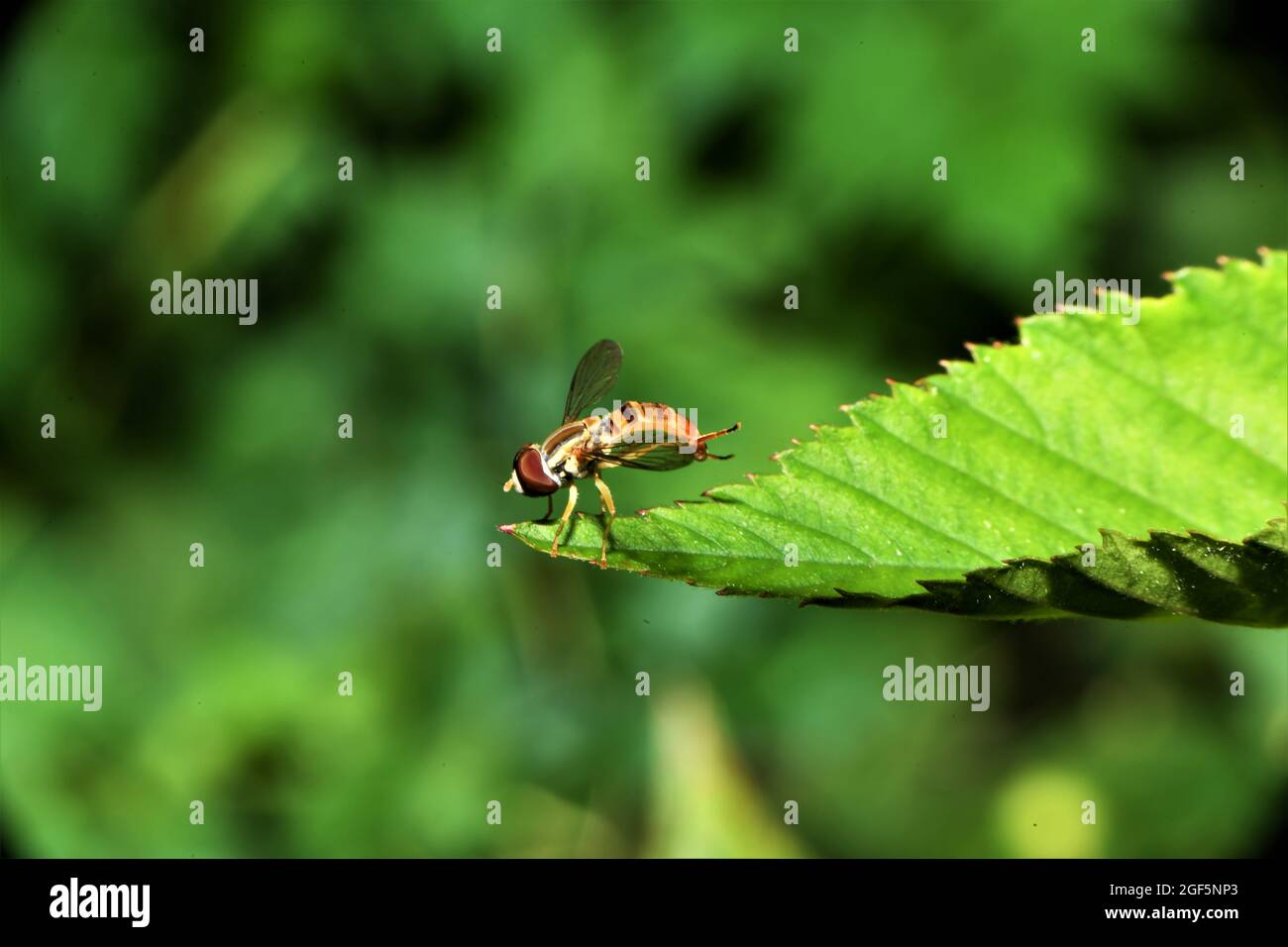 A small brown fly Stock Photo - Alamy