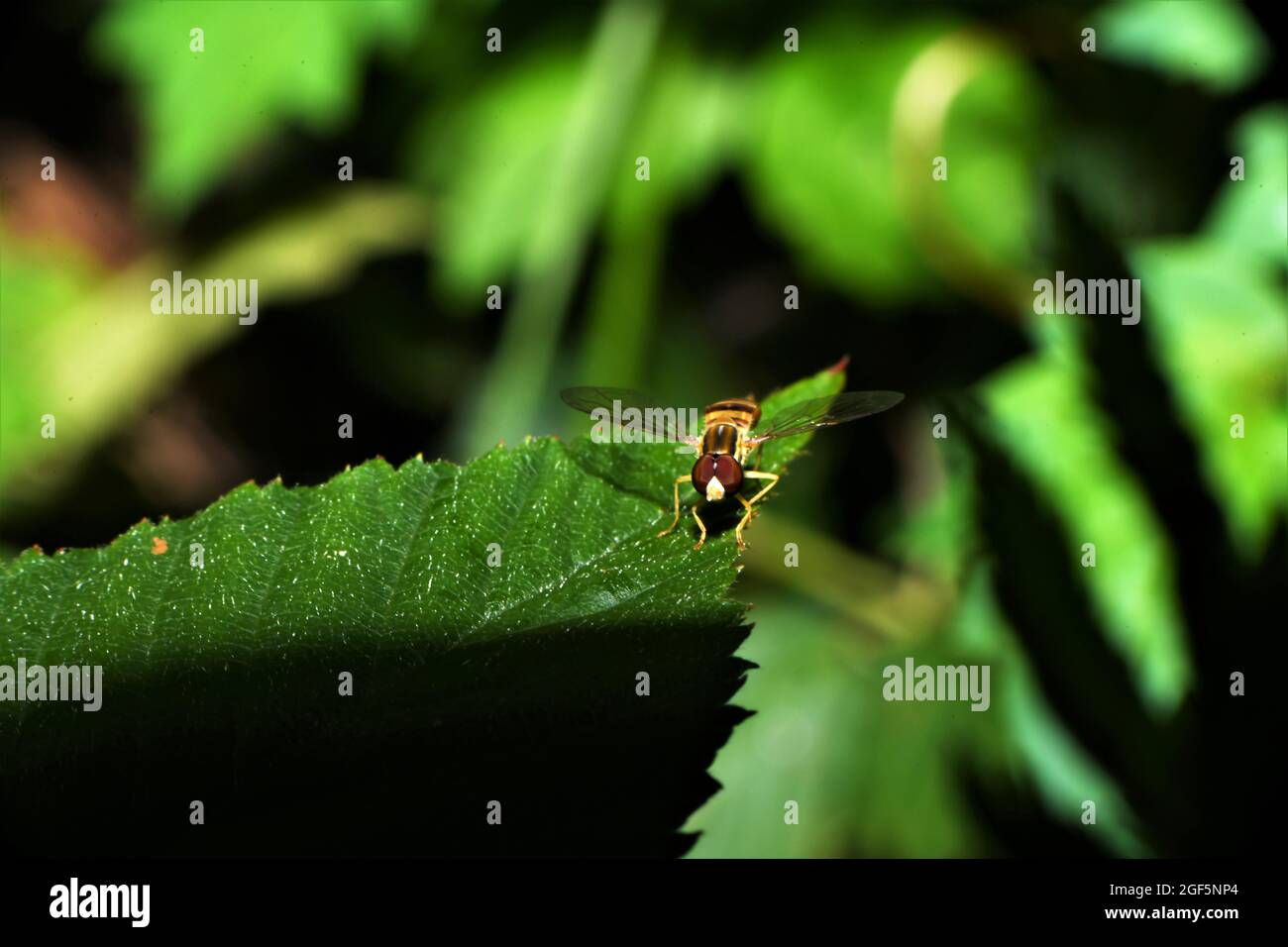 A small brown fly Stock Photo - Alamy
