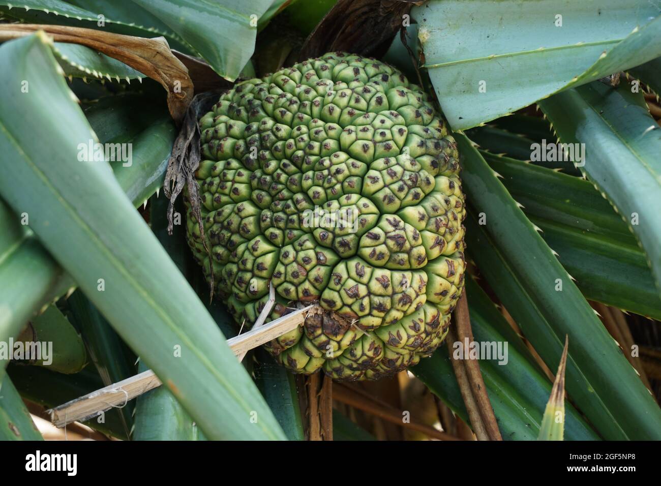 Fragrant Screwpine fruit (Pandanus fascicularis, Pandanus odorifer ...