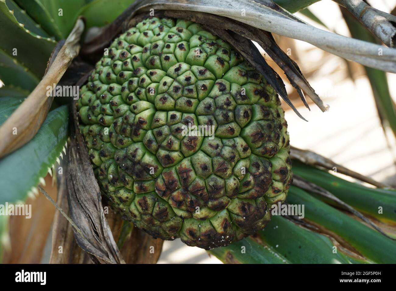 Fragrant Screwpine fruit (Pandanus fascicularis, Pandanus odorifer ...