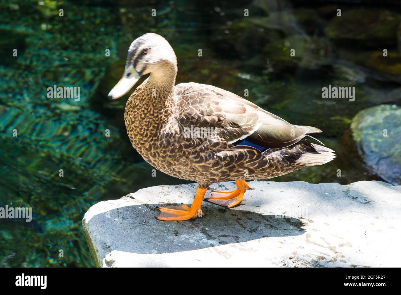 Ducks on the pond in the park. ducks are reflected in the lake and ...