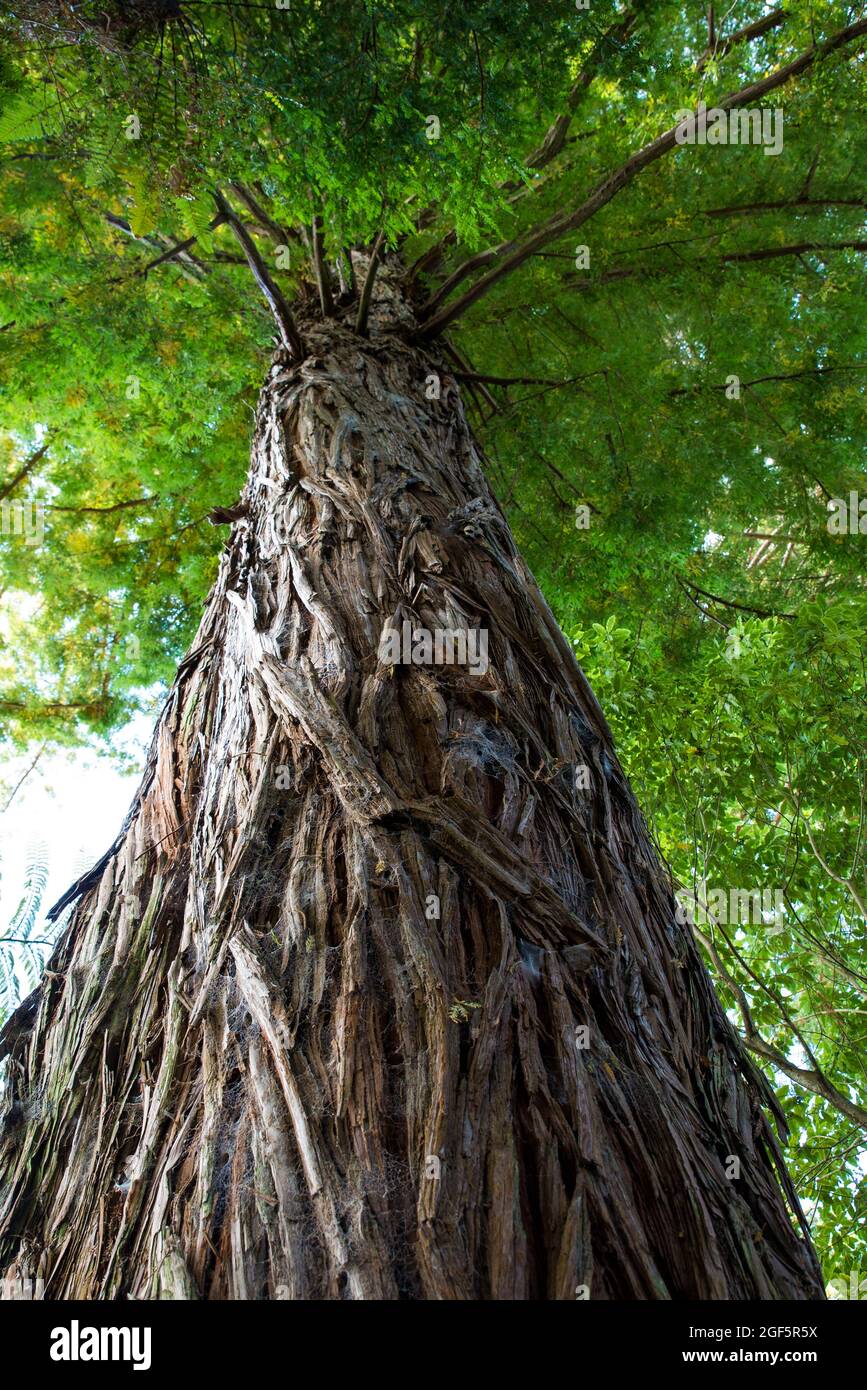 Bottom view to the tree top of a huge in jungle forest. Nature ...