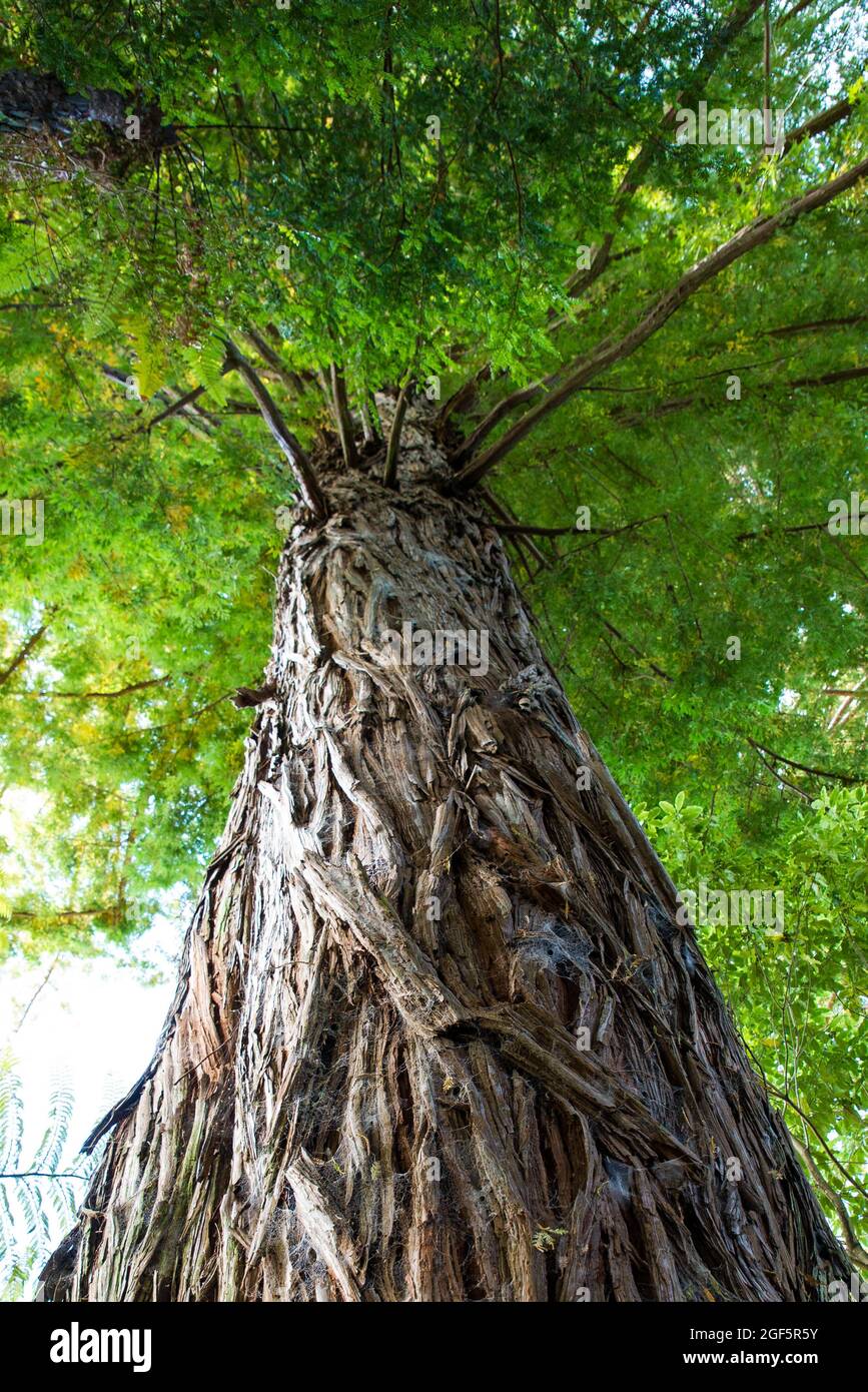 Bottom view to the tree top of a huge in jungle forest. Nature ...