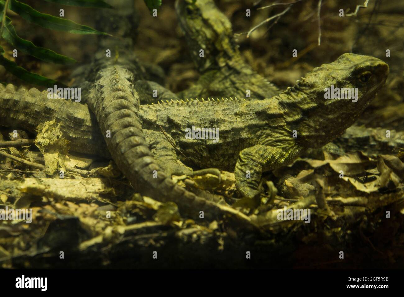 Common wall lizzards ina forest in their wild life Stock Photo - Alamy