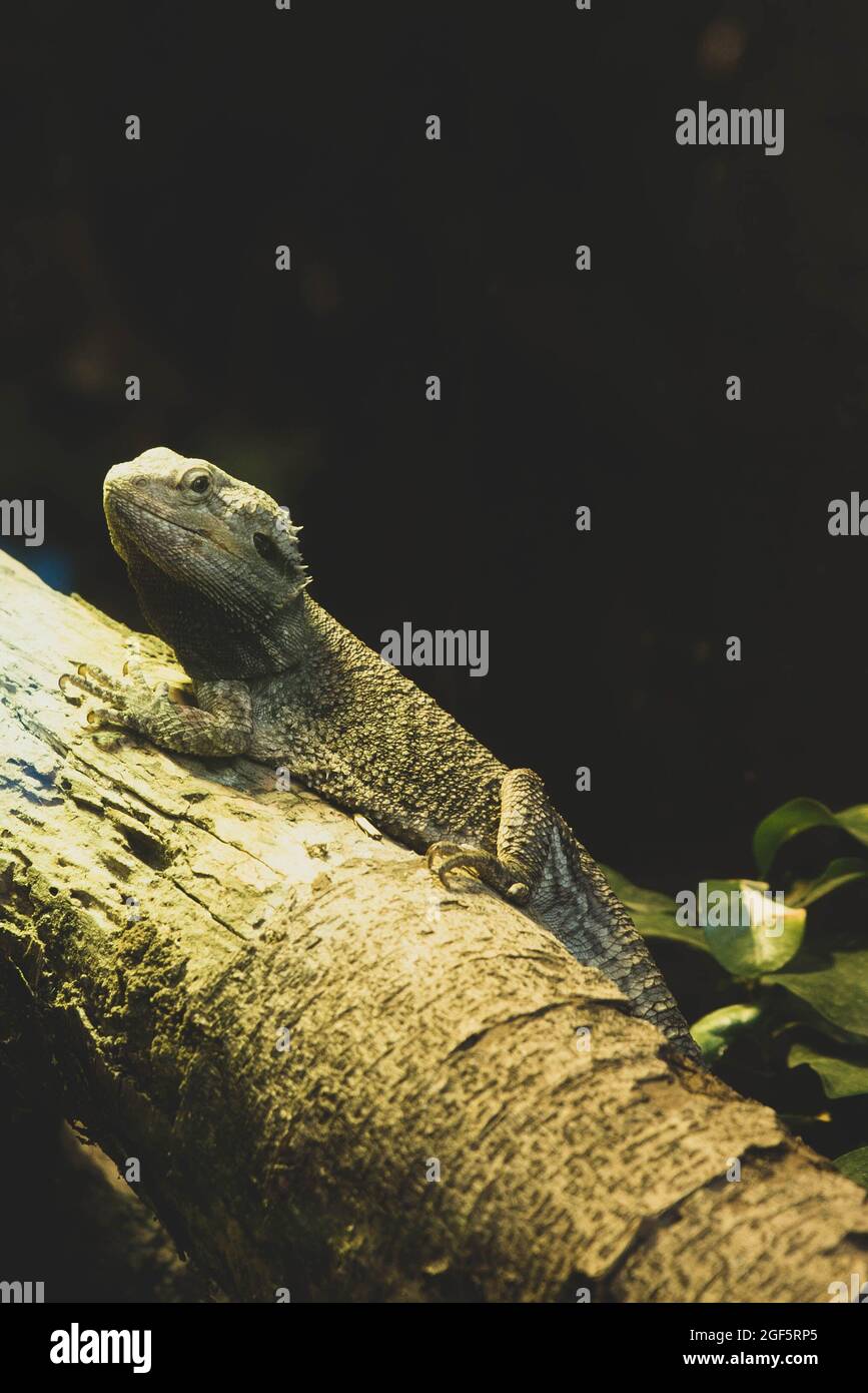 Common wall lizzards ina forest in their wild life Stock Photo - Alamy