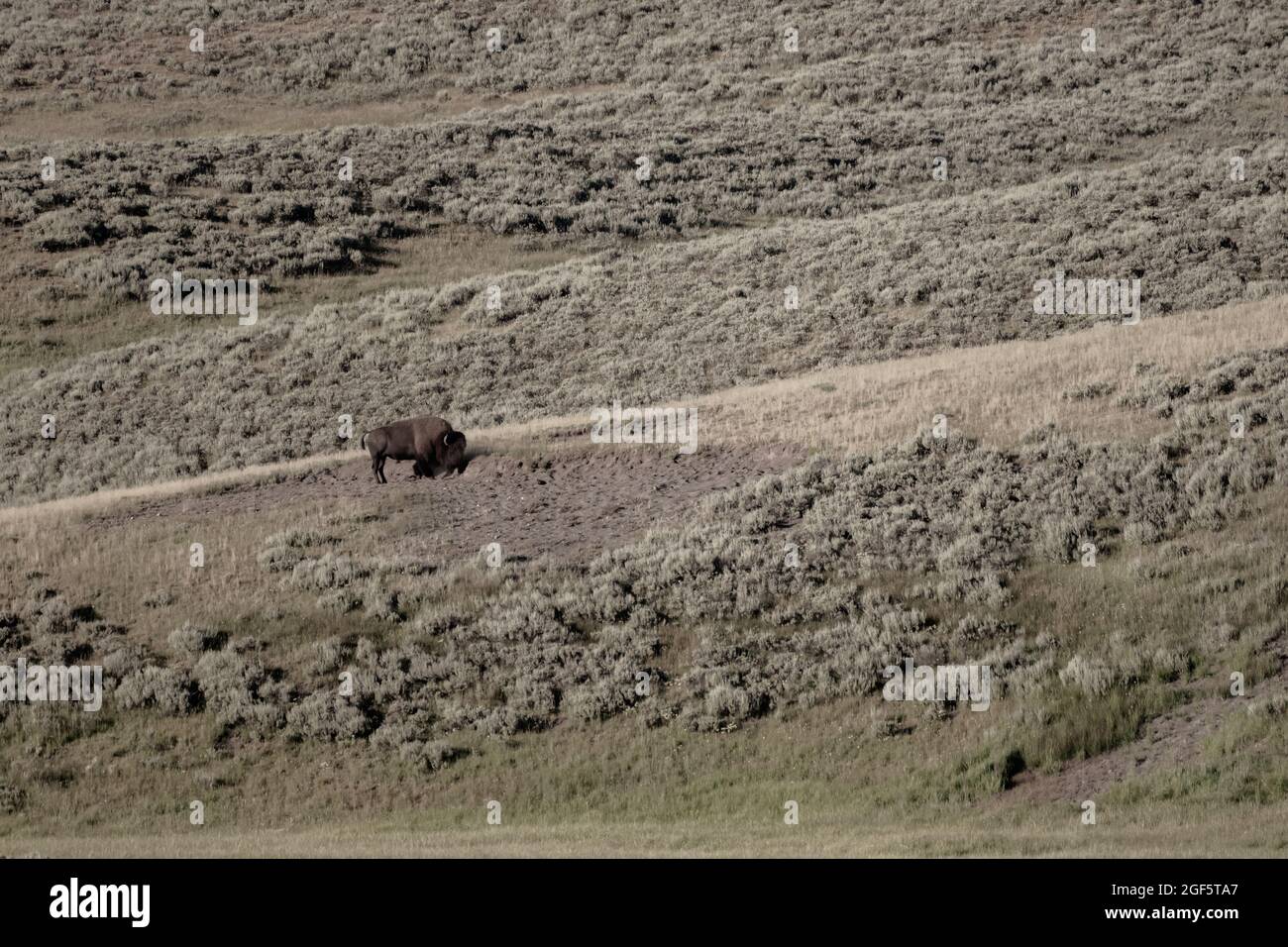 Wolves yellowstone park summer hi-res stock photography and images - Alamy