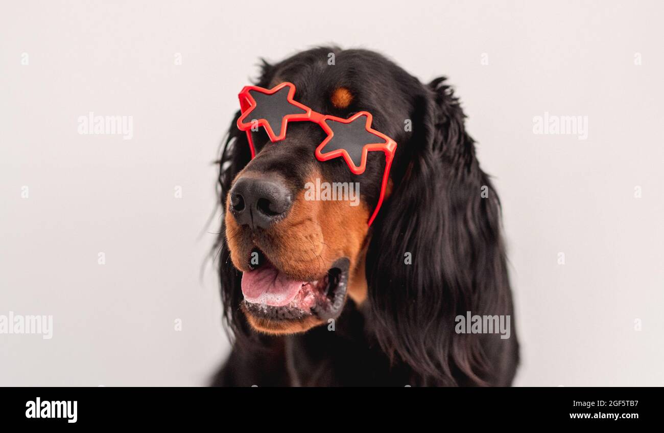 Scottish gordon setter hi-res stock photography and images - Alamy