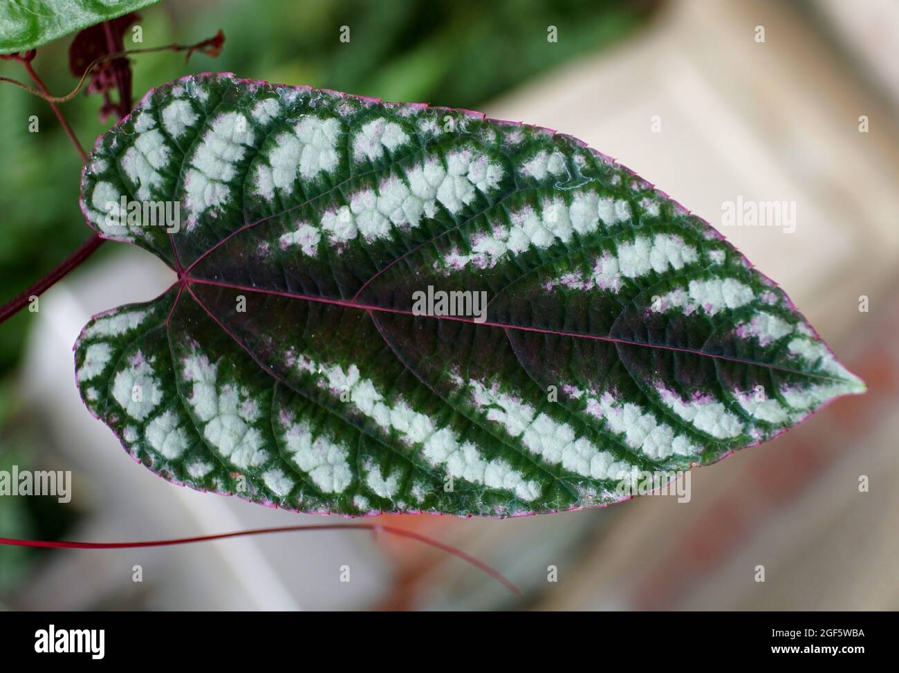 Vine cissus hi-res stock photography and images - Alamy