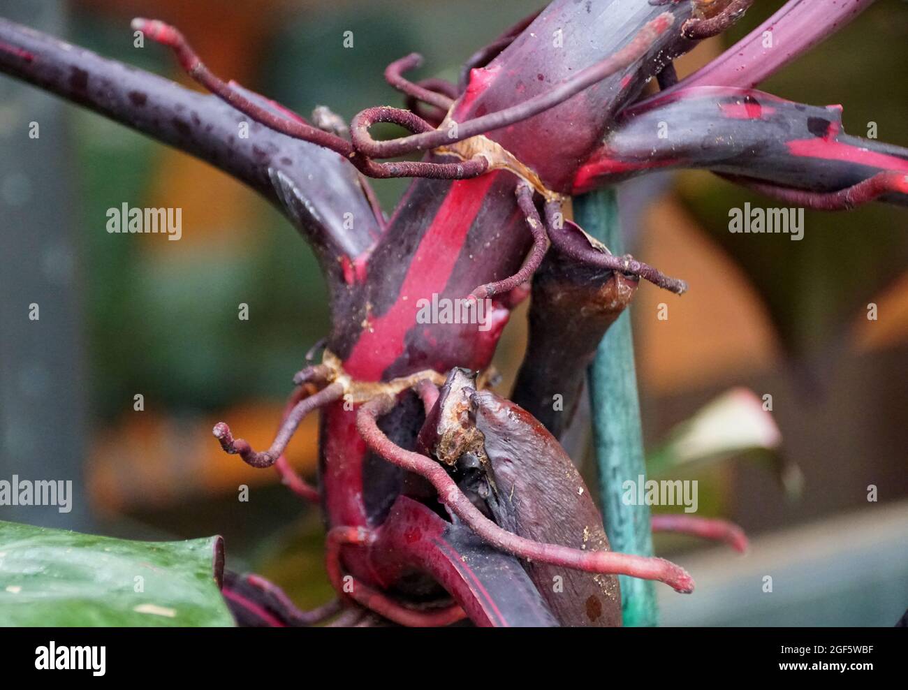 Philodendron roots hi-res stock photography and images - Alamy