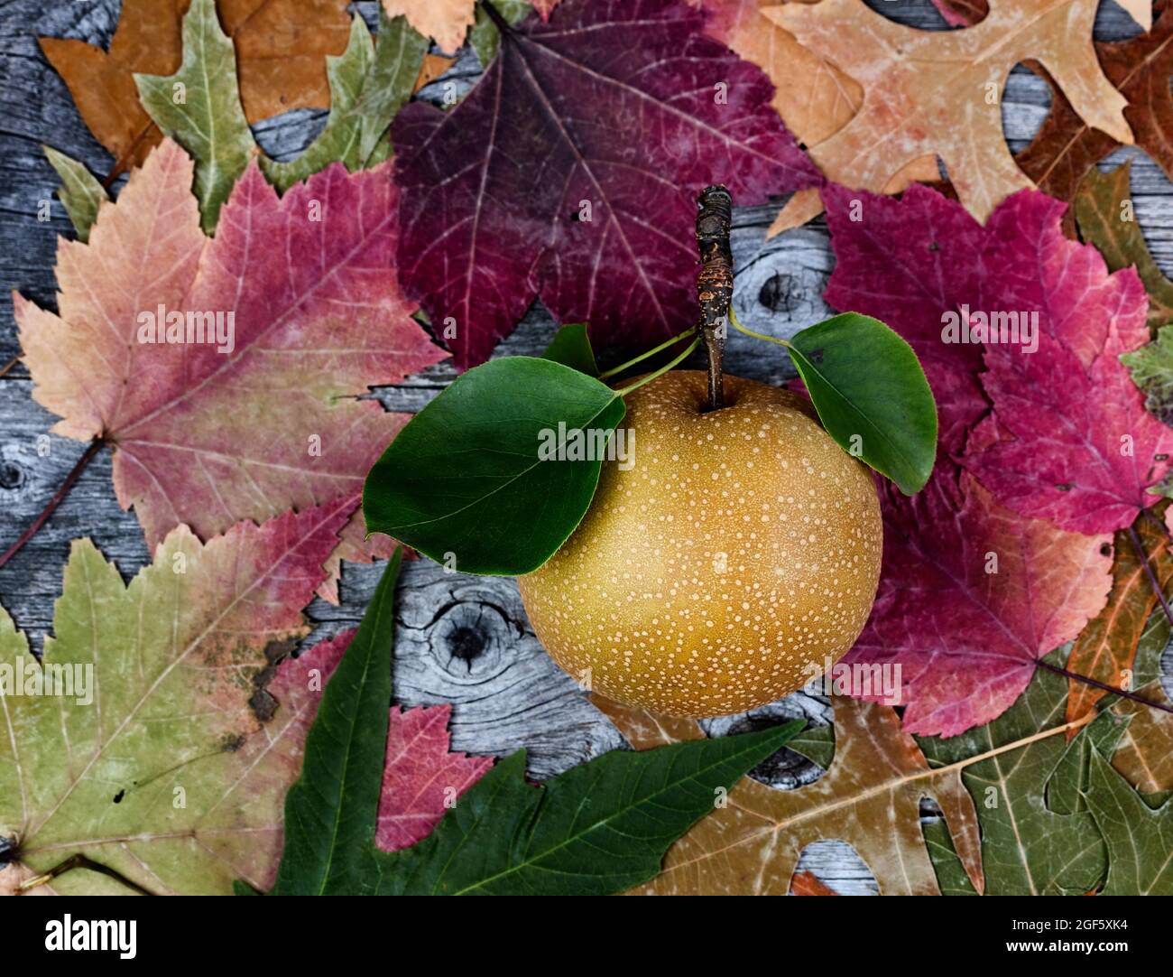 Organic pear fruit during the autumn season in overhead view Stock ...