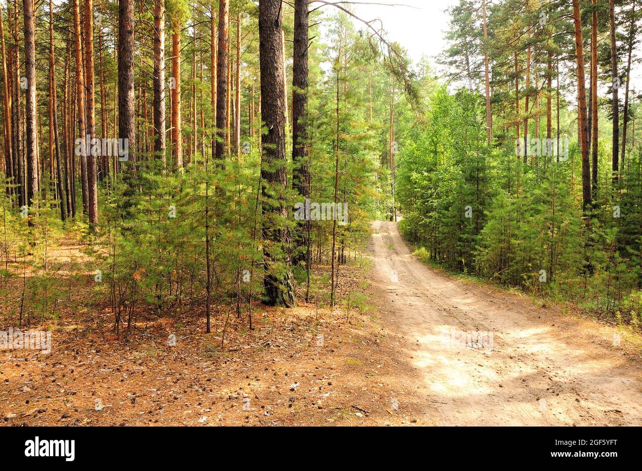 A forest road going through a dense coniferous forest in an early ...