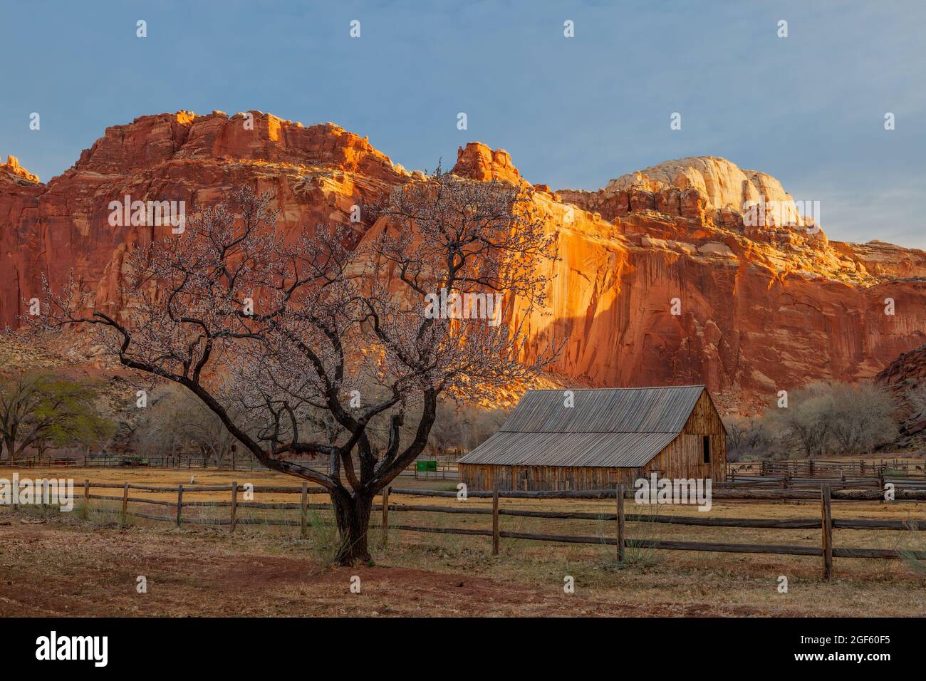 The barn in historic Fruita in the morning in spring, Capitol Reef ...
