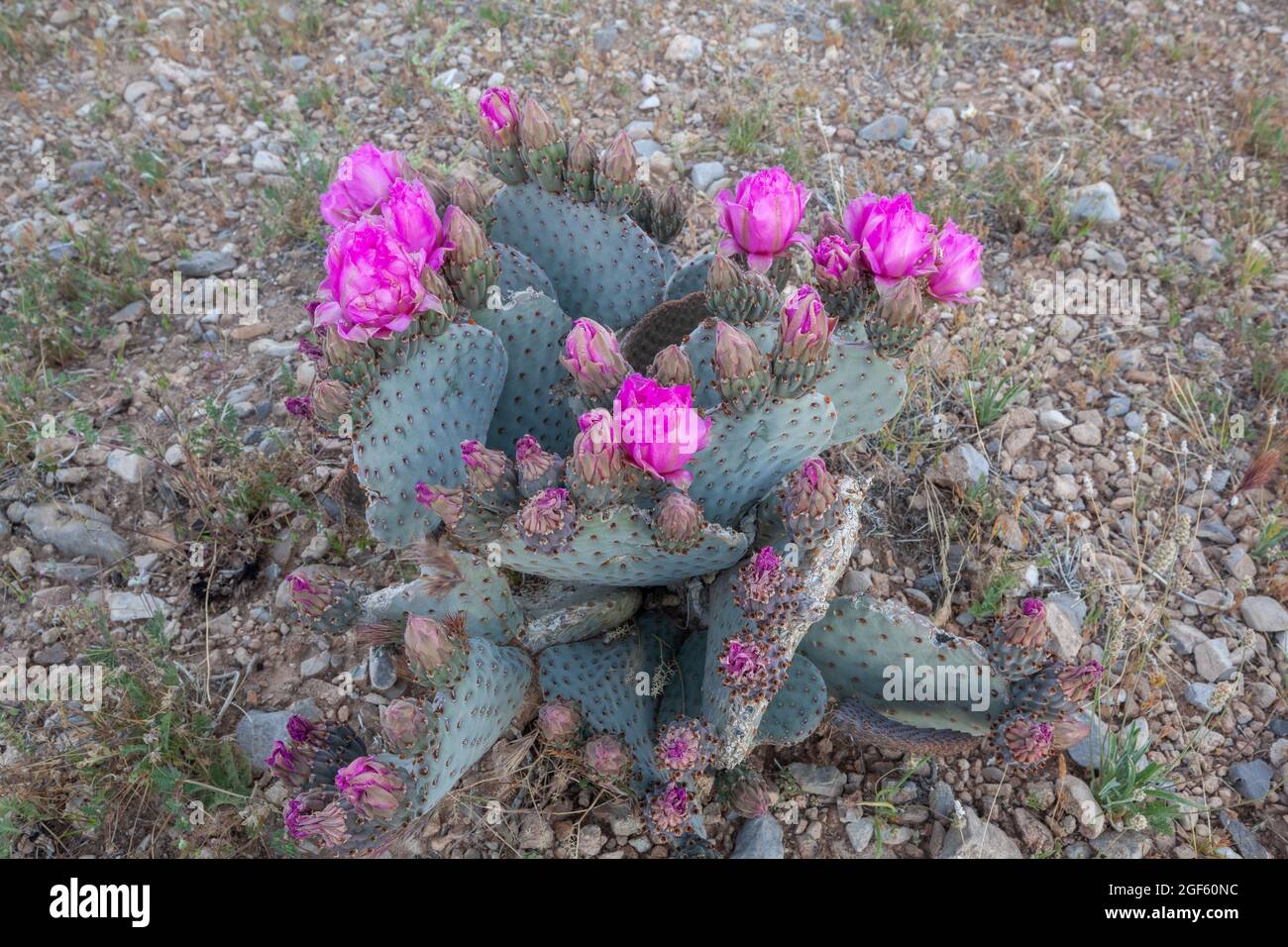 Mojave desert flowers hi-res stock photography and images - Alamy