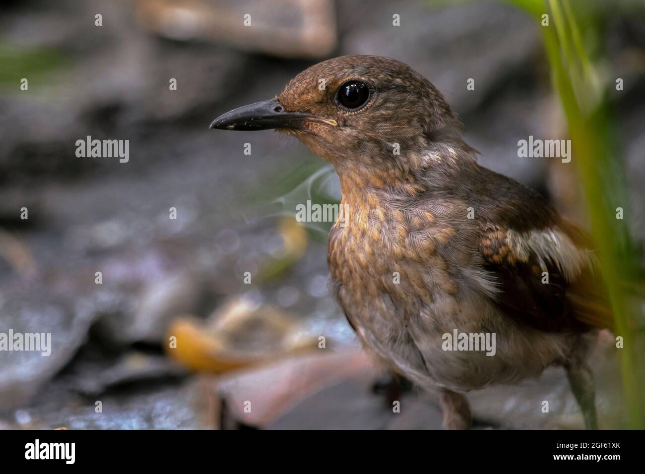 Bird robin face hi-res stock photography and images - Alamy