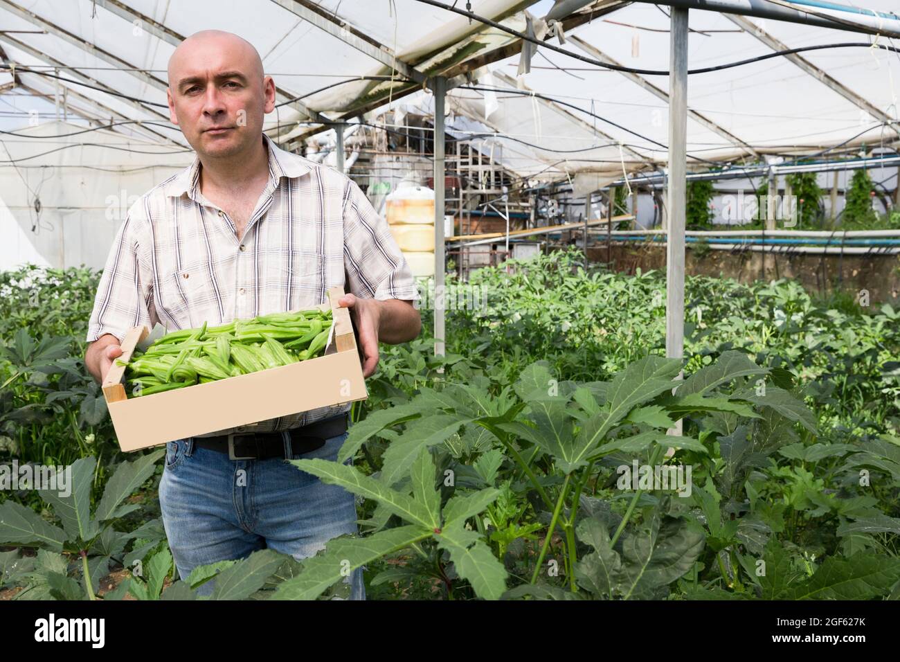 Portrait of man horticulturist holding crate with green okra Stock ...
