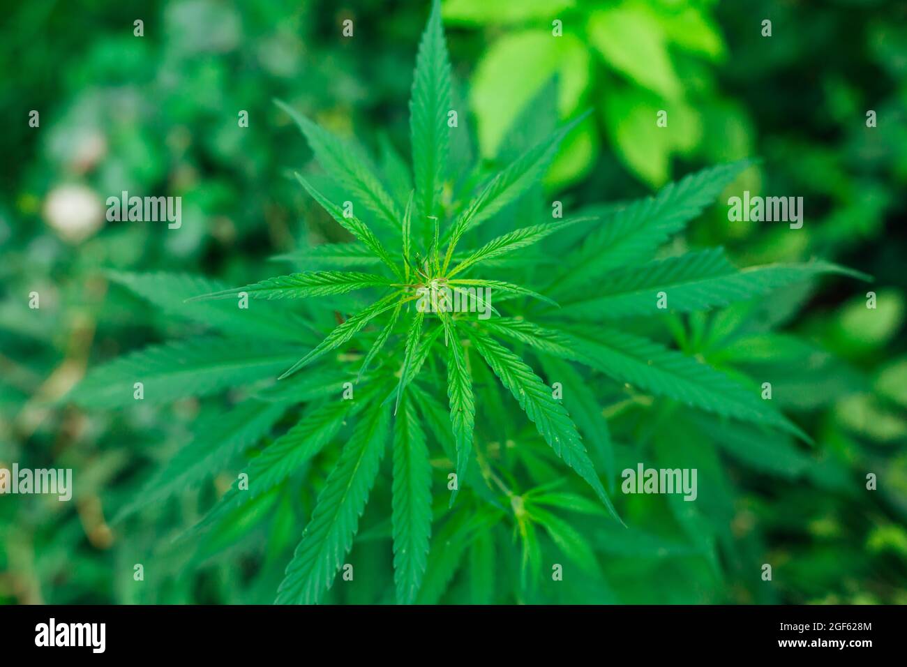 Saturated leaves on marijuana bushes close up. Top view Stock Photo - Alamy